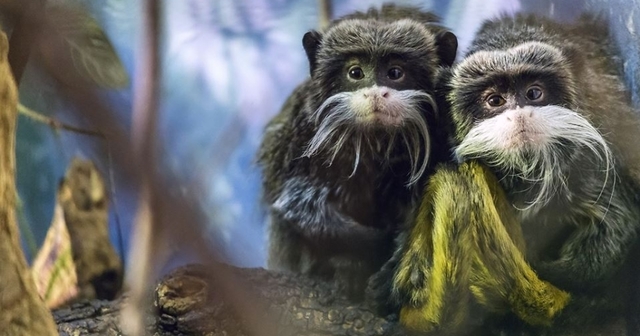 Entradas para Faunia: el parque de la naturaleza (Madrid) - Atrapalo.com