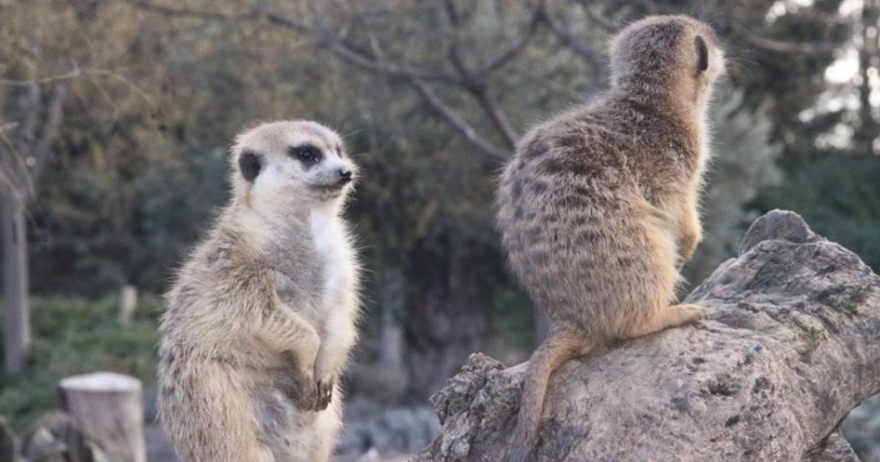Entradas para Faunia: el parque de la naturaleza (Madrid) - Atrapalo.com