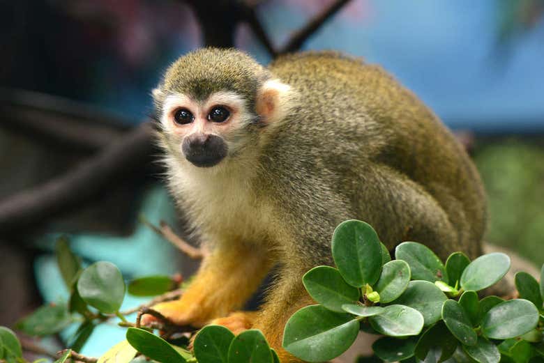 Excursión a Monkeyland (Juan Dolio) - Atrapalo.com