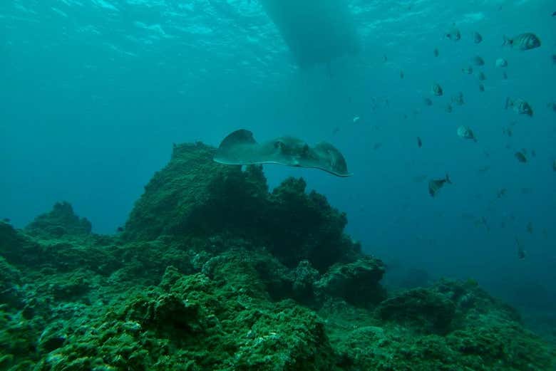 Paseo en barco por las lenguas de lava de Costa Adeje + Snorkel (COSTA ...