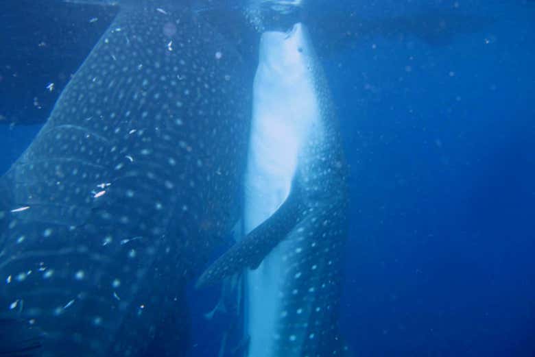 Nado con tiburones ballena (Playa del Carmen) - Atrapalo.com