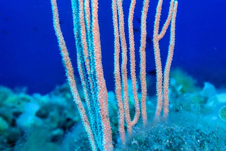 Snorkel en Puerto Addaya (Port d´Addaia) - Atrapalo.com