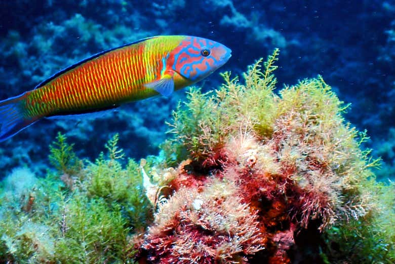 Snorkel en Puerto Addaya (Port d´Addaia) - Atrapalo.com